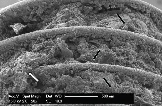 bluediamond implant biocompatibility